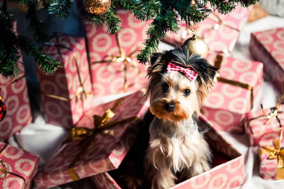 Christmas Gifts And Accessories For Dogs Dog Lovers
