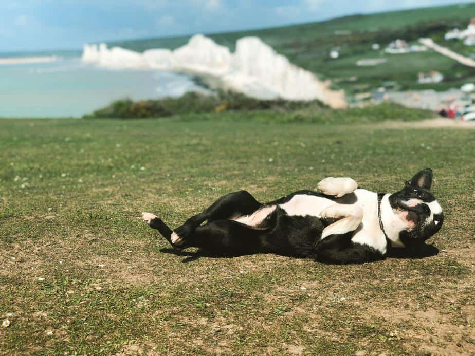 The Boston Terrier: Meet an American Gentleman