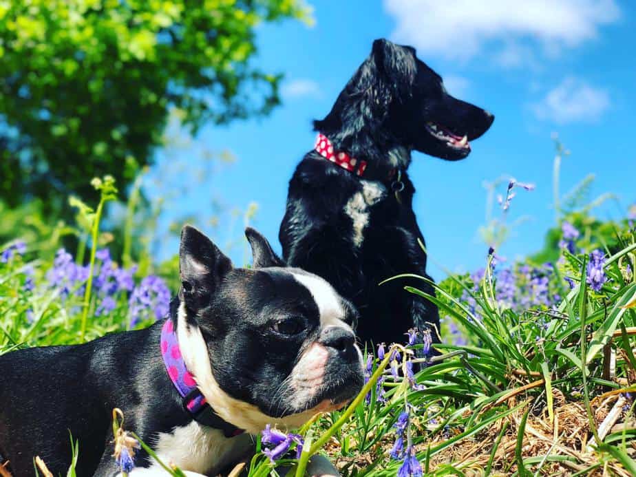 The Boston Terrier: Meet an American Gentleman