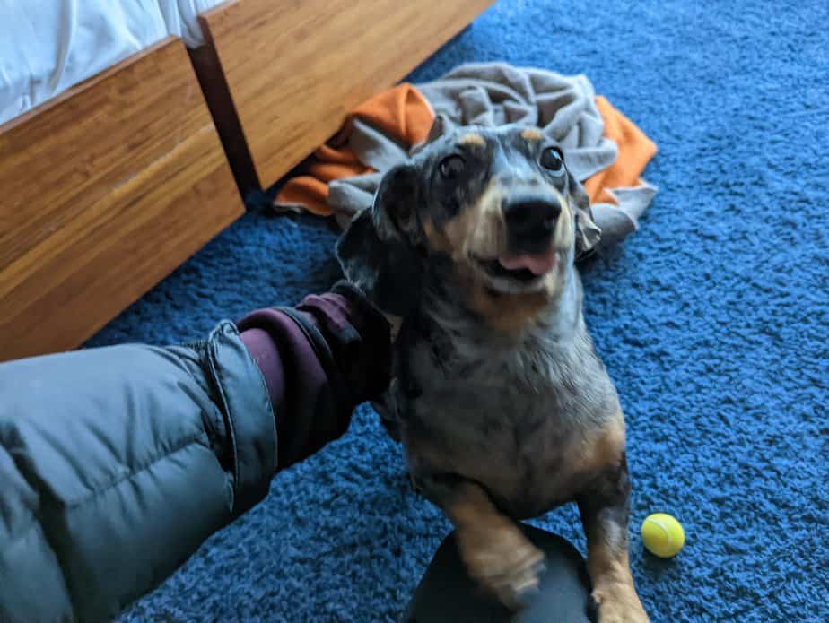 Why Dogs Love to Get Their Butt Scratched | This is Dog